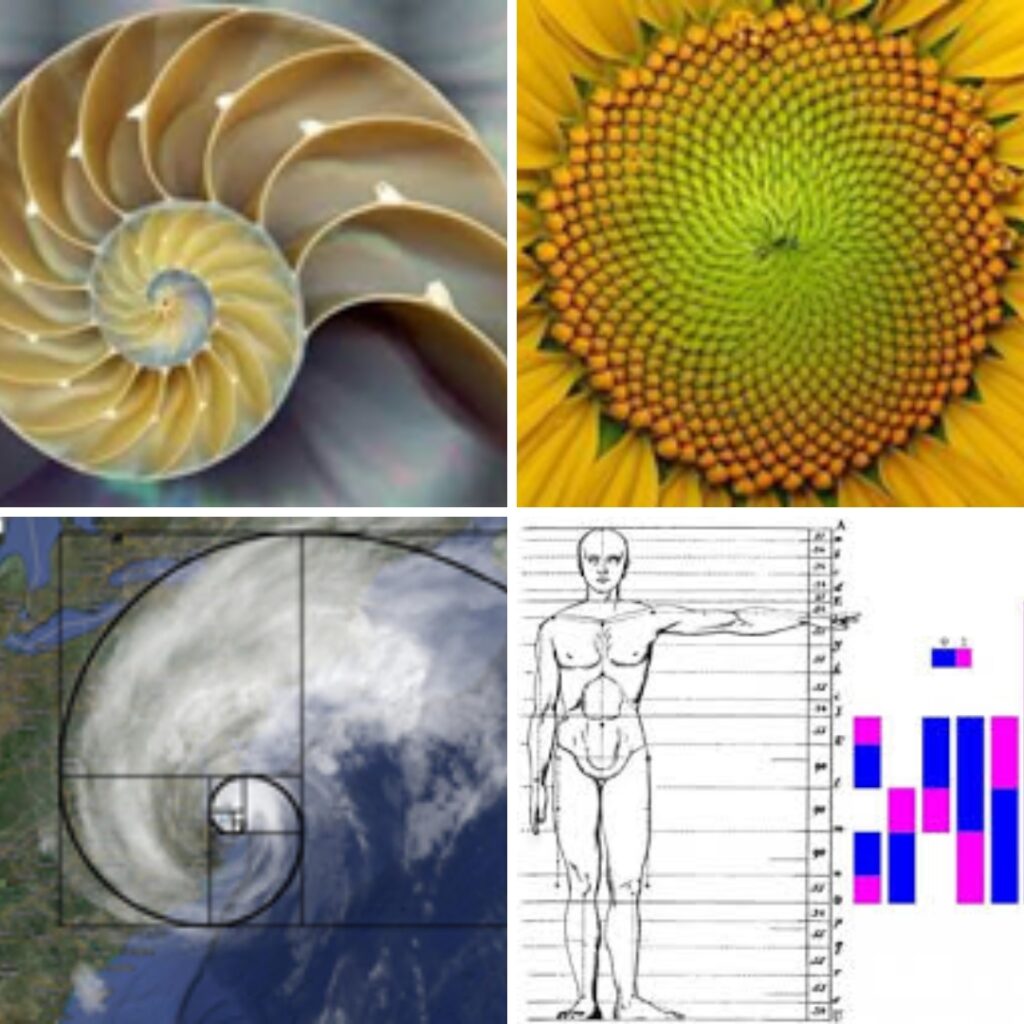 Fibonacci Forex Trading Strategy (FREE EA) - Forex James